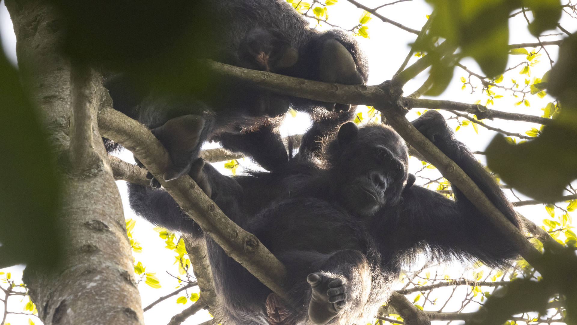 Recensie Netflix hit Chimp Empire - Charlie's Travels